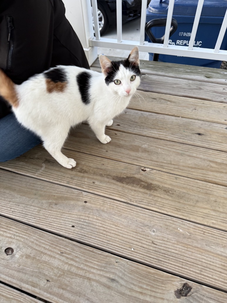 Found Cat, Alert #95060 Indianapolis, found near Hickory Trl W ...