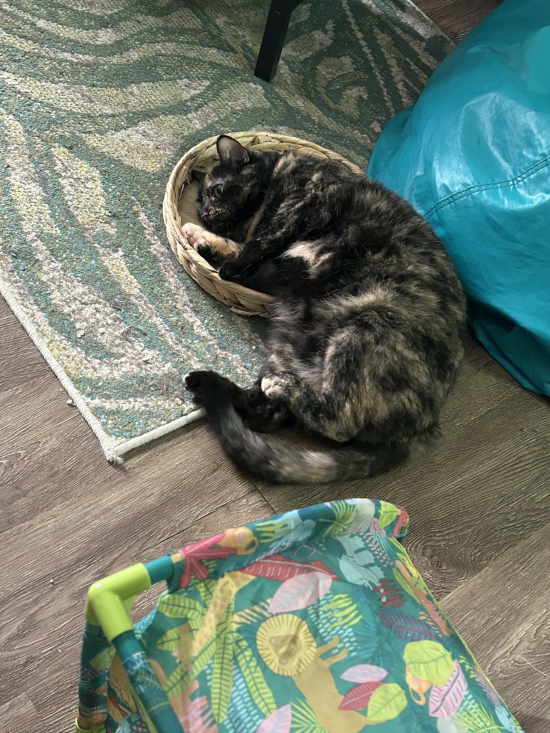 Lost Cat, Alert #95185 Mary missing near I-69/Henderson Ford Road ...