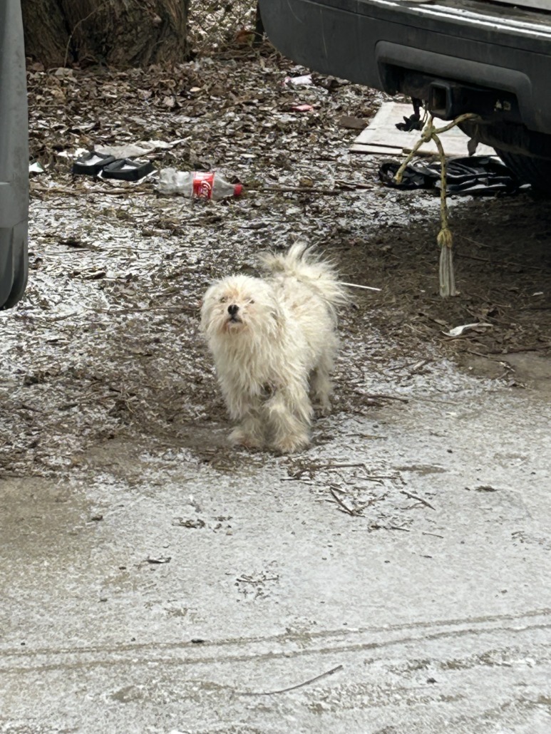 Found Dog, Alert #95170 Near East side, found near Hamilton Ave and New ...