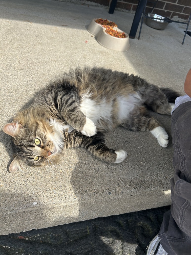 Lost Cat, Alert #94859 Rico missing near W 600 N & 500 W, Fairland46126 ...