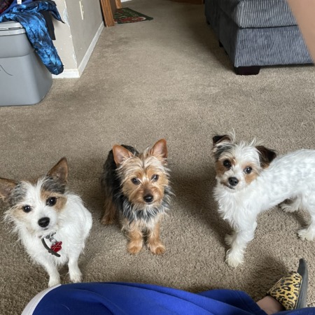 Found Dog, Alert #95044 Indianapolis southwest side, found near High ...