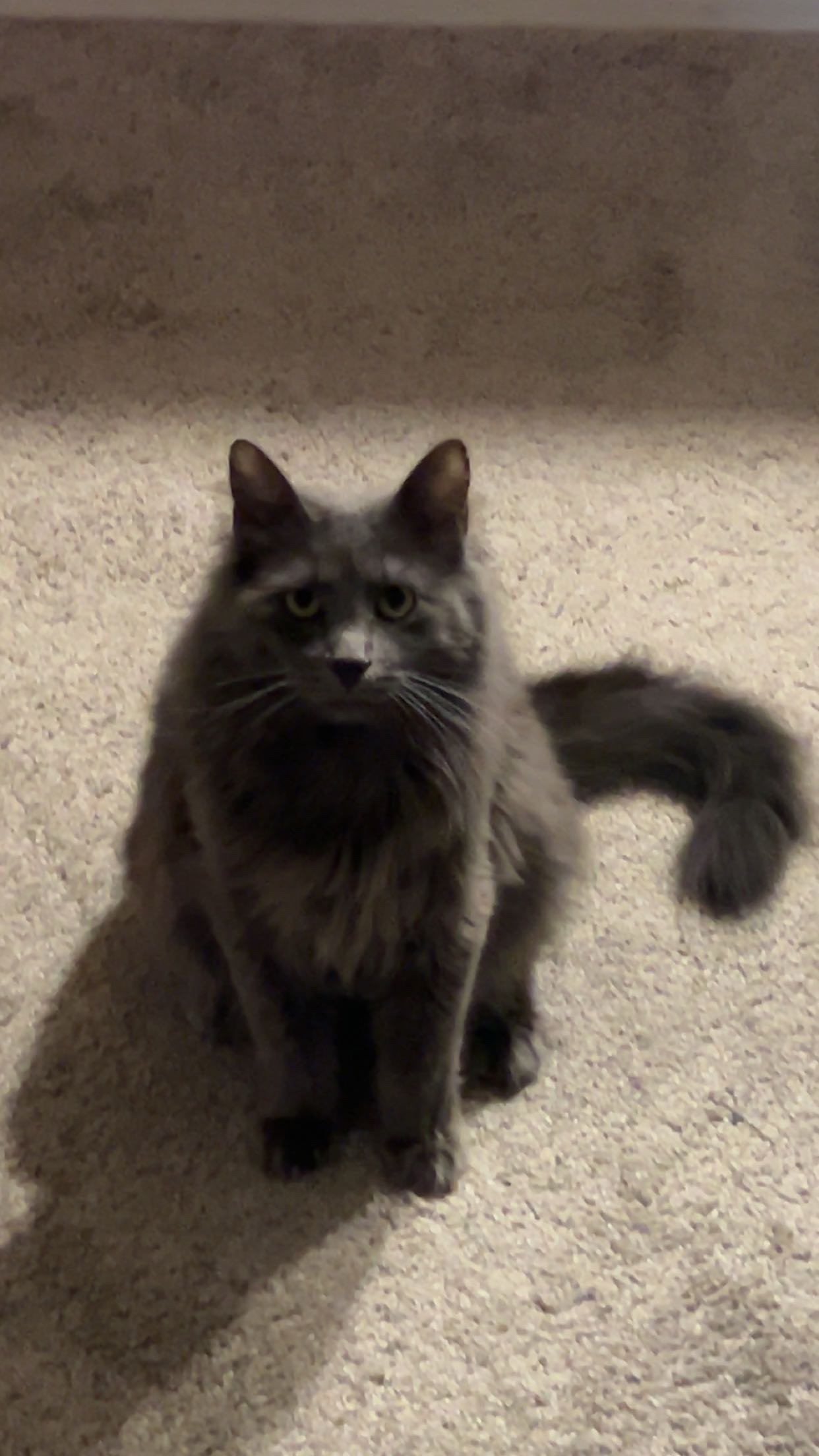Lost Cat, Alert #95176 Henry missing near Race way rd and Medora Dr ...