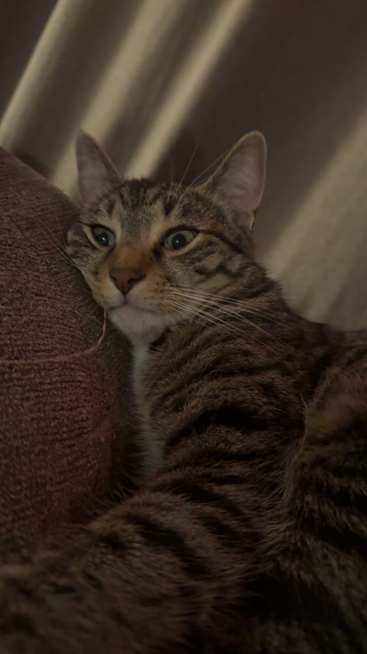 Lost Cat, Alert #95245 Wander missing near Havenridge and lavender ...