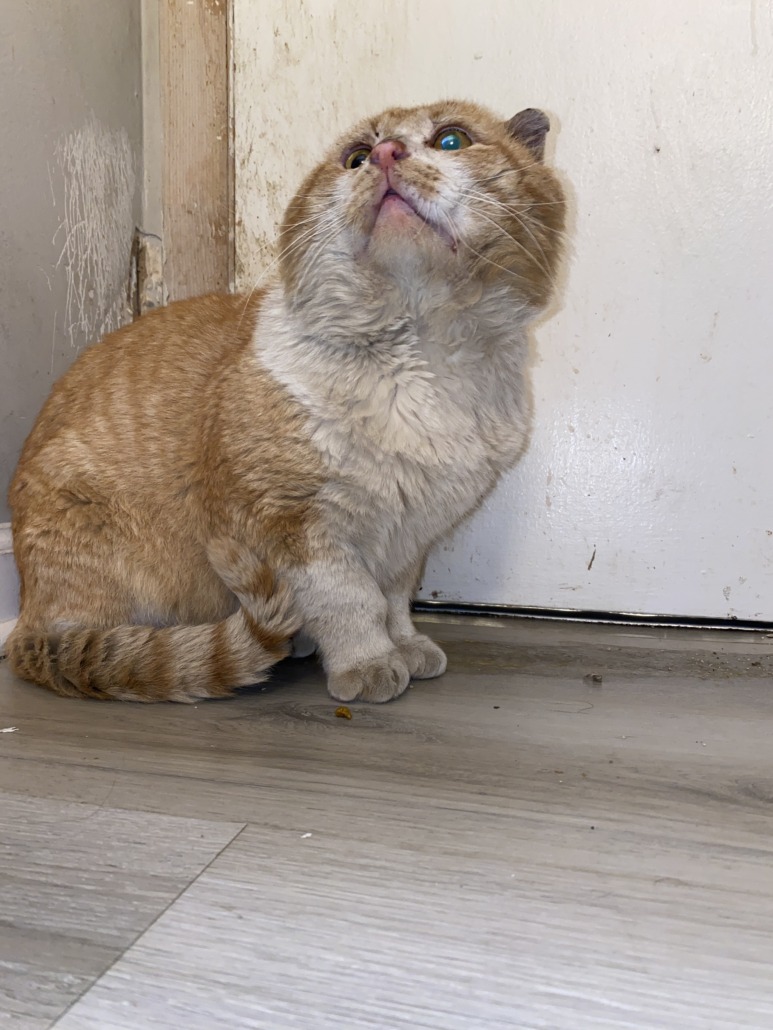 Found Cat, Alert #95395 NW Indianapolis, found near Harcourt rd / W ...