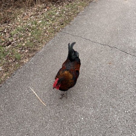 Other Pet-sight Sighting, Alert #95105 Indianapolis, missing near ...