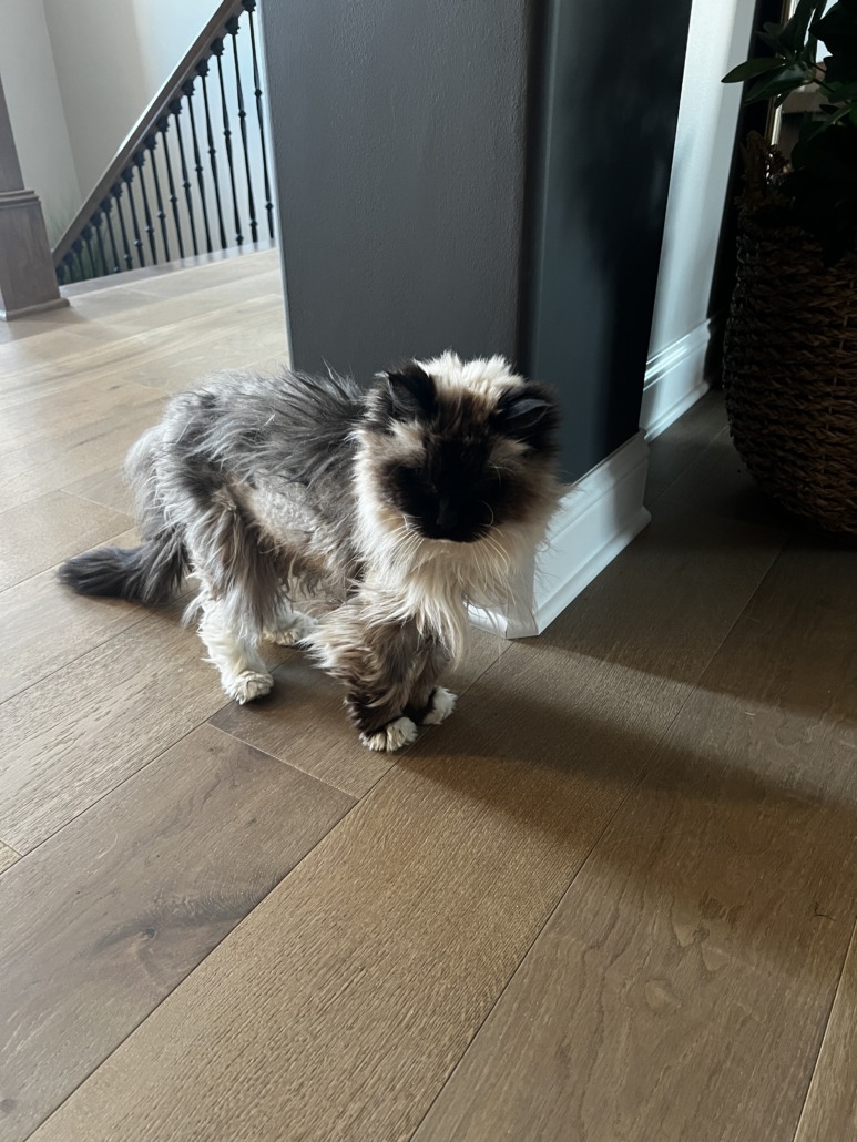 Lost Cat, Alert #95028 Mouse or Jamal missing near 106th and Towne ...