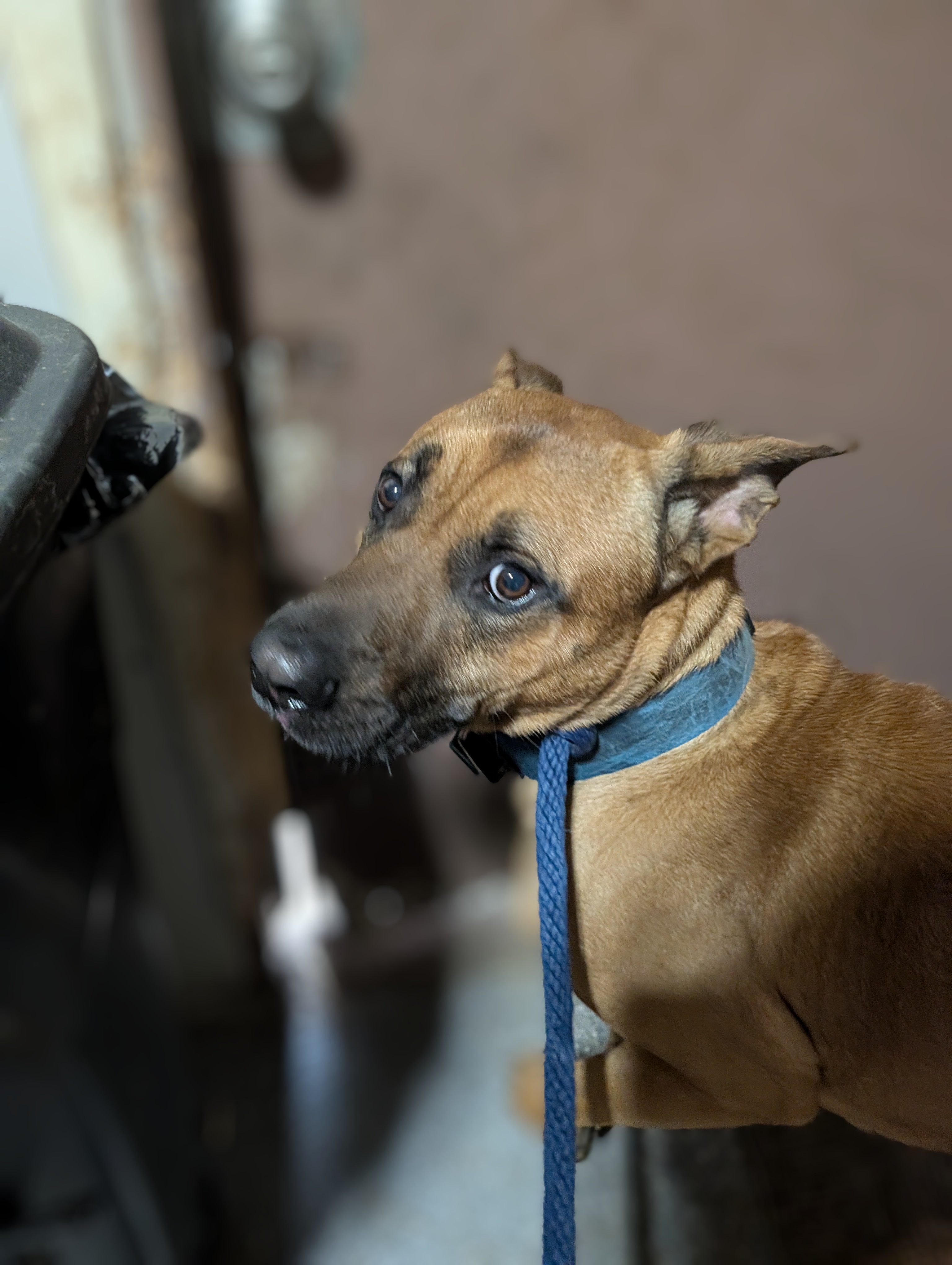 Found Dog, Alert #95096 Haughville. Near Denver Park, found near West ...