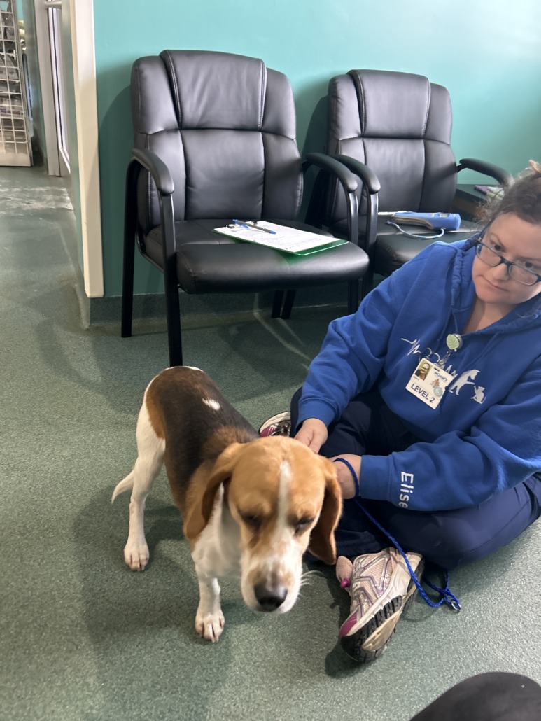 Found Dog, Alert #95269 Indianapolis, found near Sargent Road/Fall ...