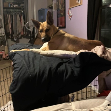 Lost Dog, Alert #95241 Gunner missing near Earl St., Corbin/Gordon ...