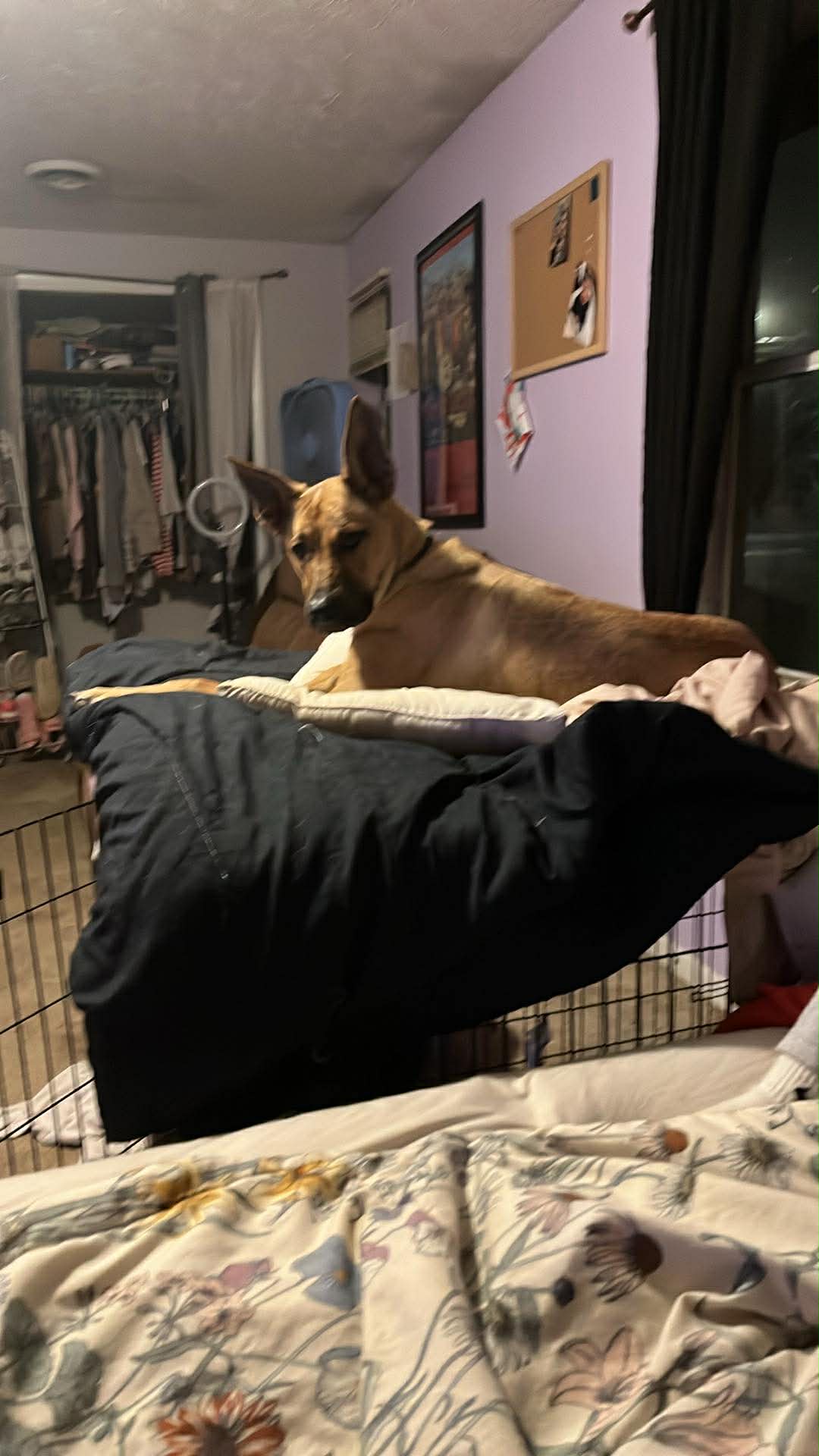 Lost Dog, Alert #95241 Gunner missing near Earl St., Corbin/Gordon ...