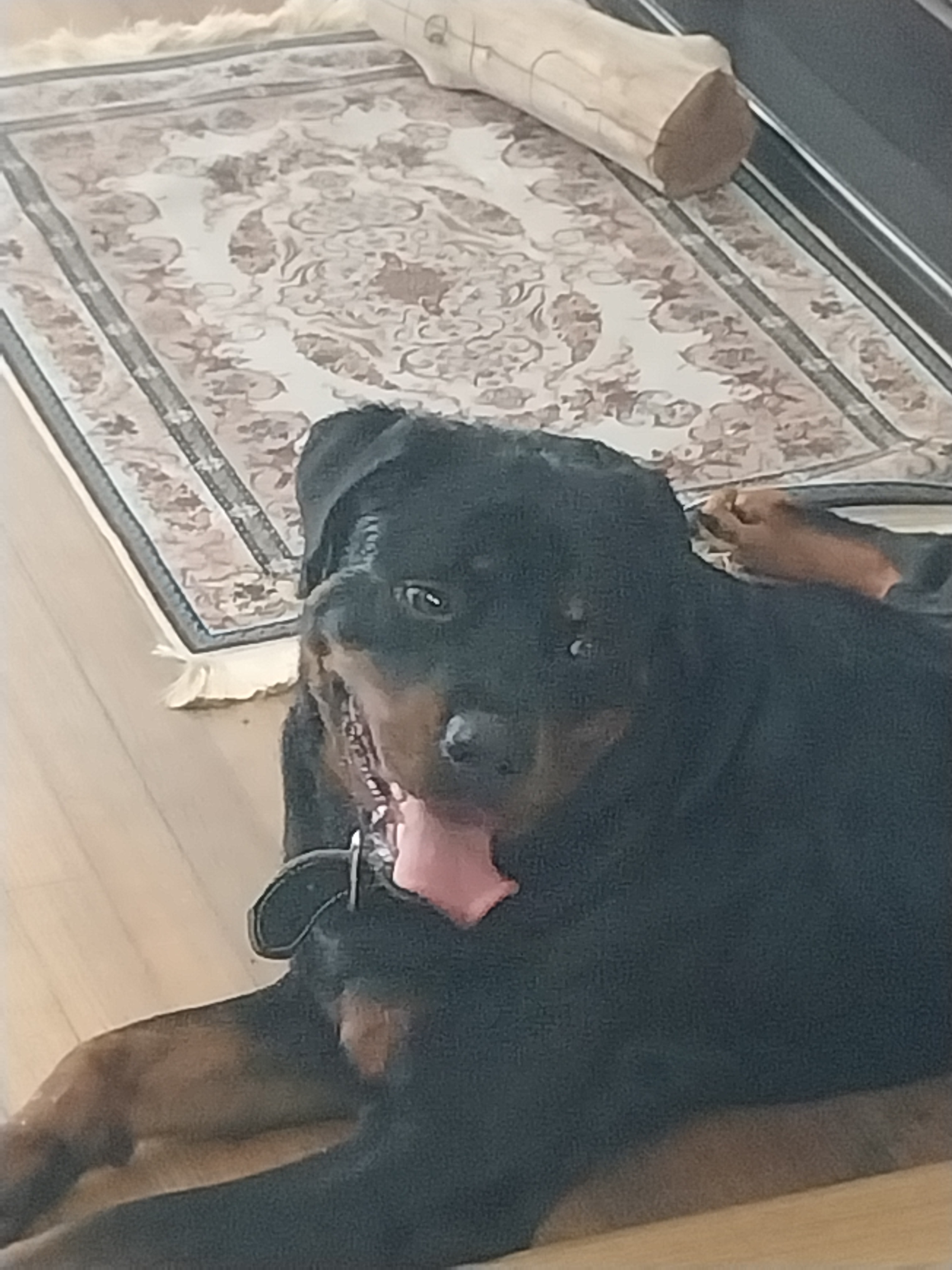 Found Dog, Alert #95547 Indianapolis, found near W 41st Street Near ...