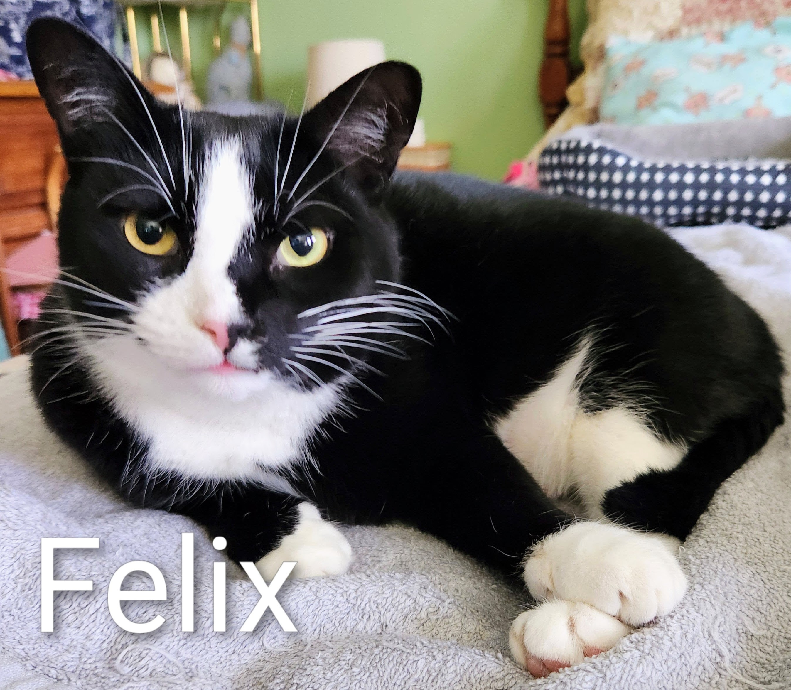 Lost Cat, Alert #98914 Felix missing near 5568 Jillison Ct/Raritan ...