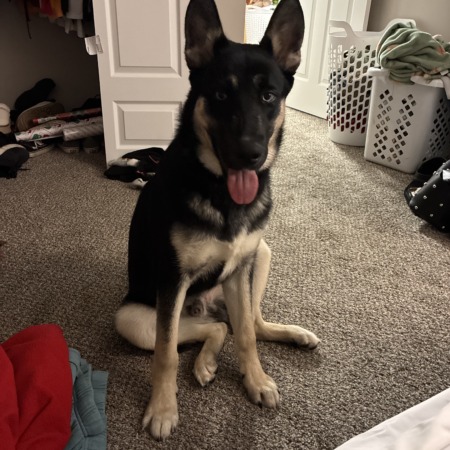 Lost Dog, Alert #98911 Major missing near Stop 11 and madison ...