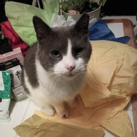 Lost Cat, Alert #99276 Camo missing near 1537 Nancy st, Old north side ...