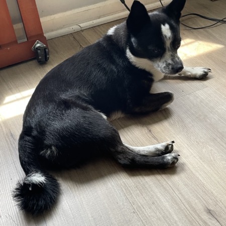 Found Dog, Alert #99265 West side Indianapolis, found near Girl School ...