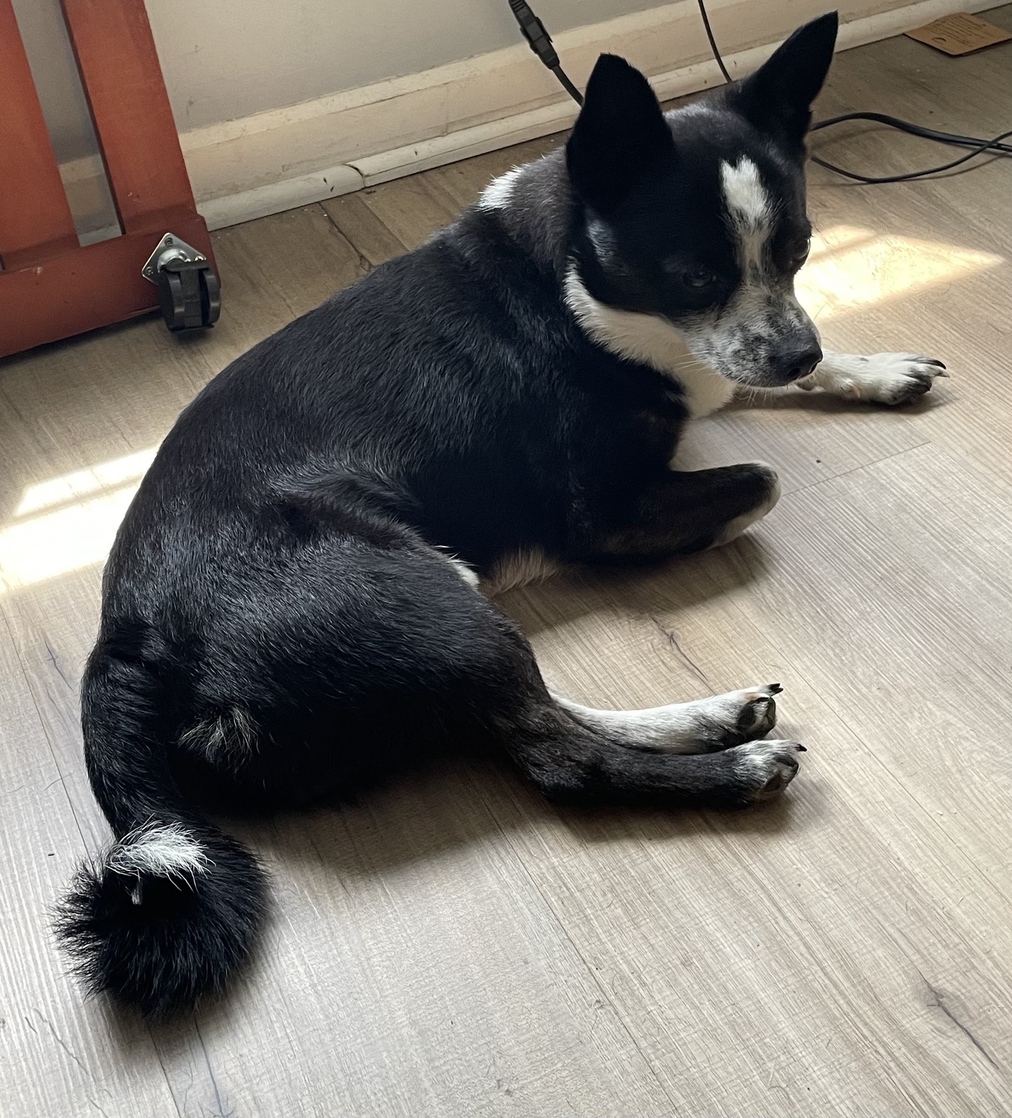 Found Dog, Alert #99265 West side Indianapolis, found near Girl School ...