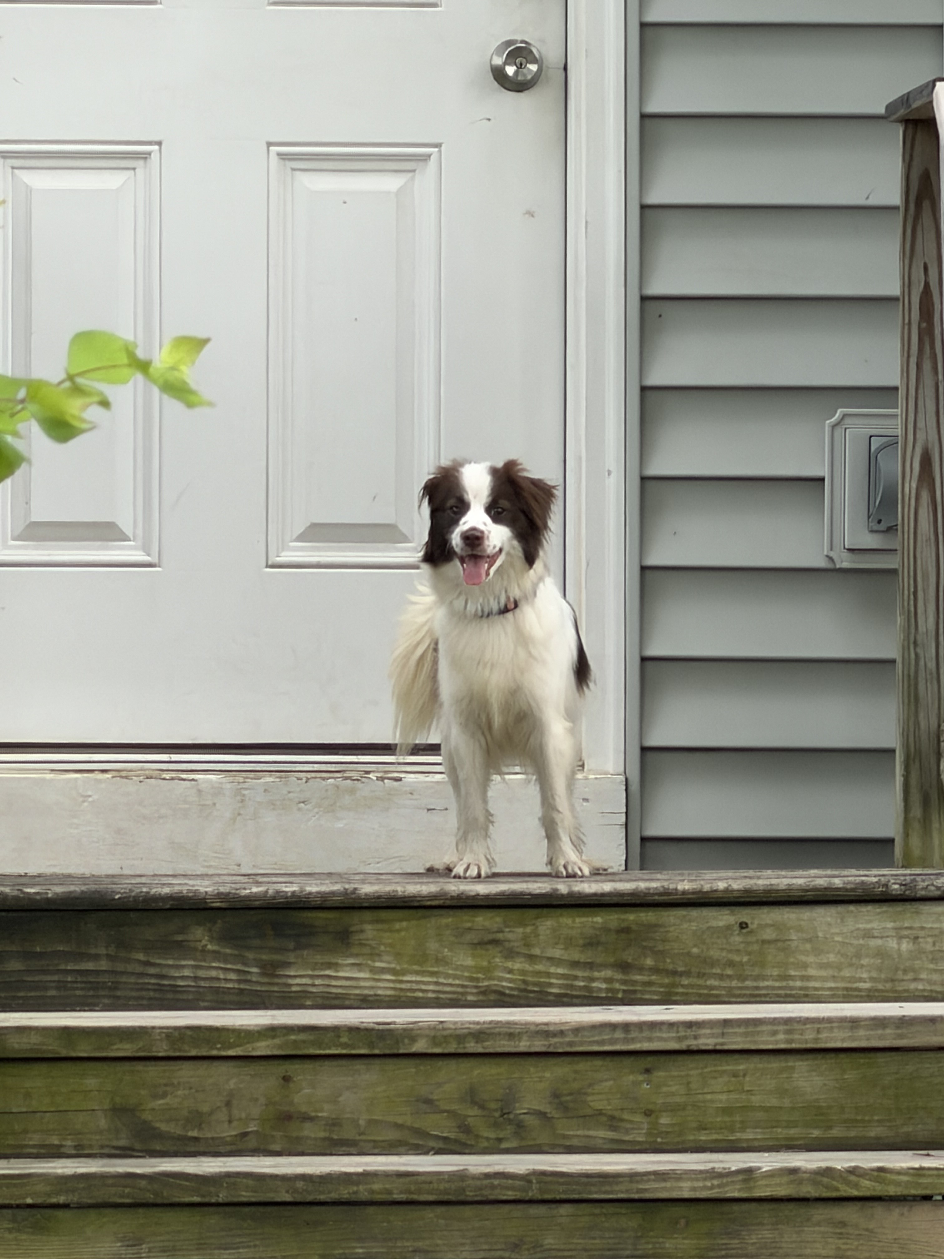 Found Dog, Alert #99260 Haughville, found near N Belmont Ave and W ...