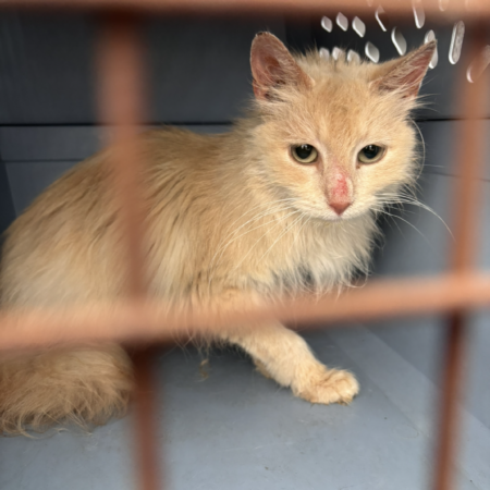 Found Cat, Alert #99616 Gosport, found near Unknown - Indy Lost Pet Alert