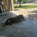 Found Dog, Alert #99262 Indianapolis, franklin township, southside ...